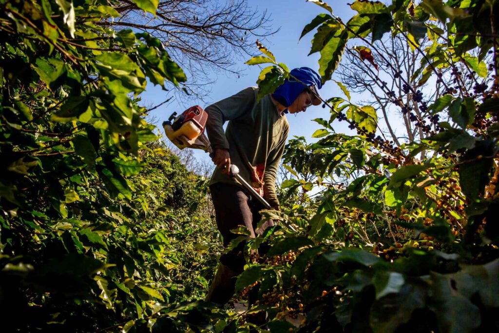 Starbucks: slave and child labour found at certified coffee farms in ...